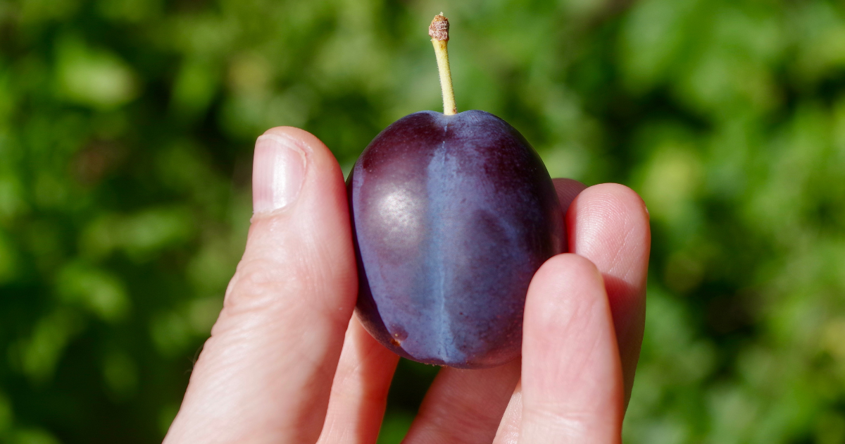 SENS Newsletter – September/October 2023 - SENS - Sustainability and Energy Network in Staveley